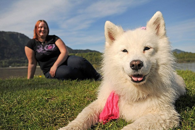 Funding sought for double hip replacement surgery for rescue dog ...